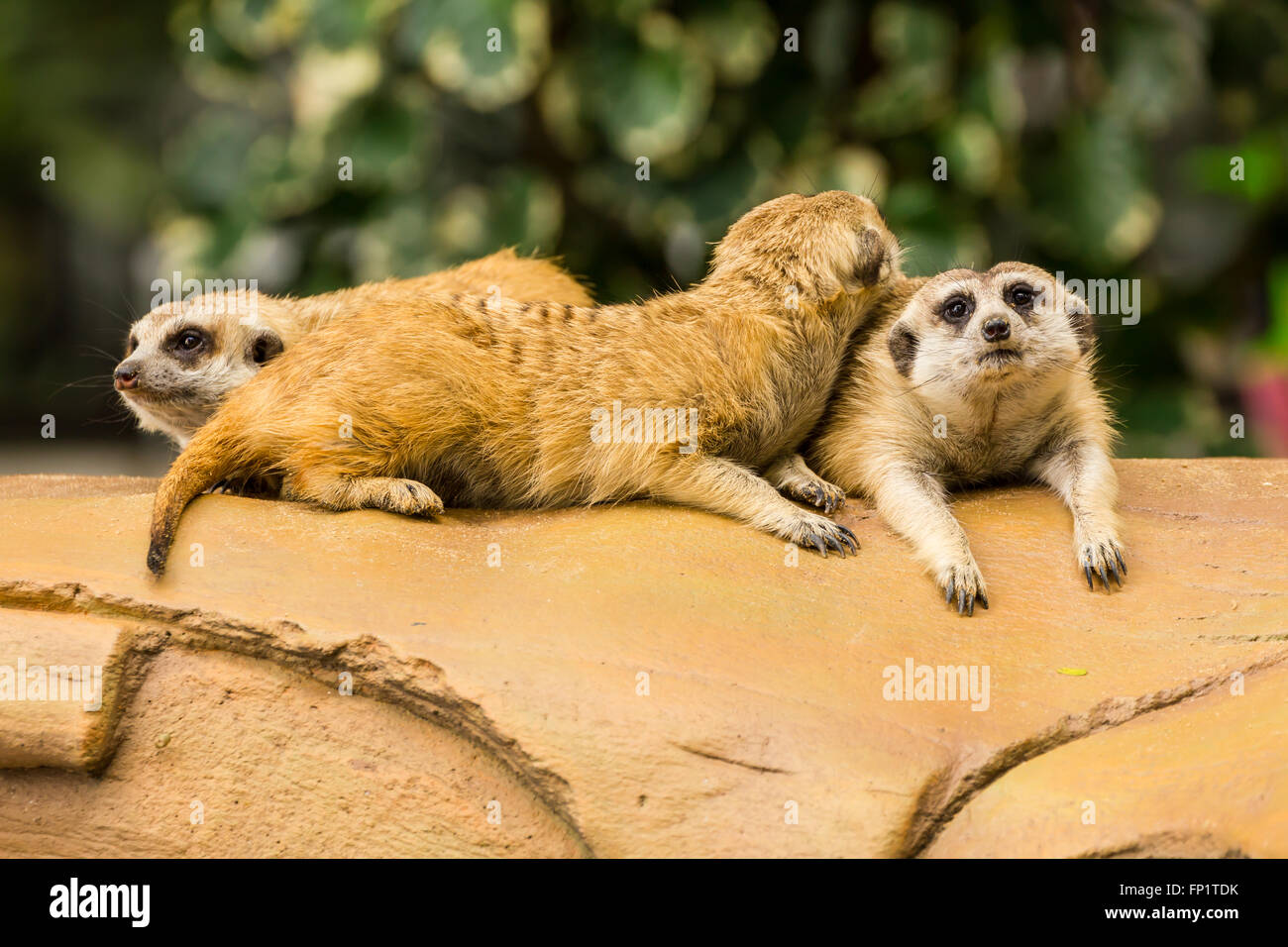 Meerkat resting on ground in zoo, Thailand Stock Photo - Alamy