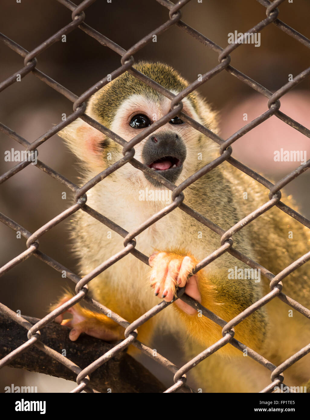 Sad squirrel monkeys in steel cage at zoo Stock Photo - Alamy