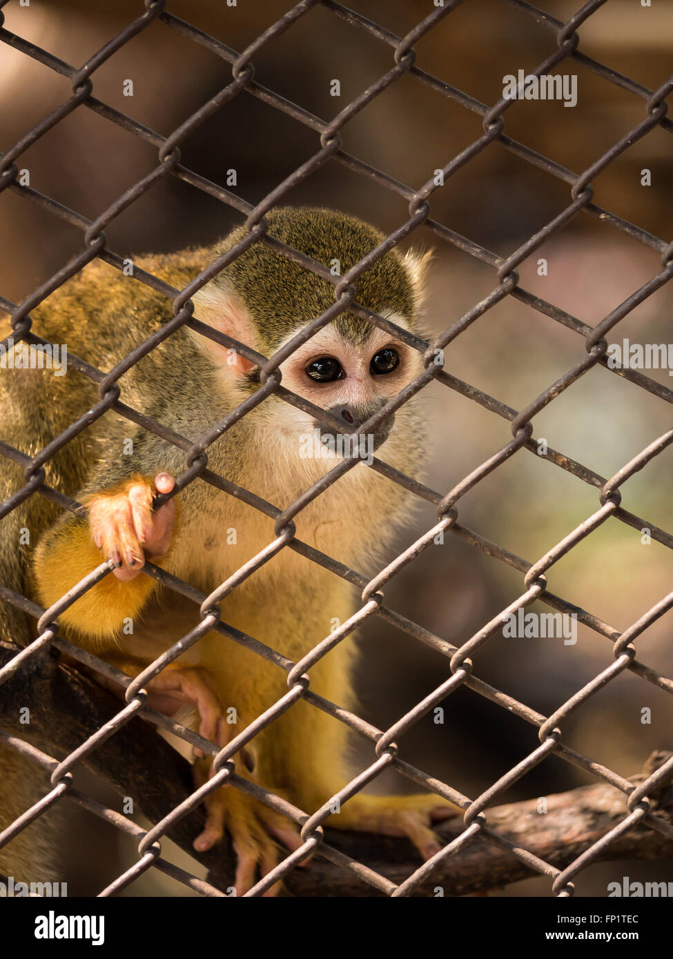 Sad squirrel monkeys in steel cage at zoo Stock Photo - Alamy