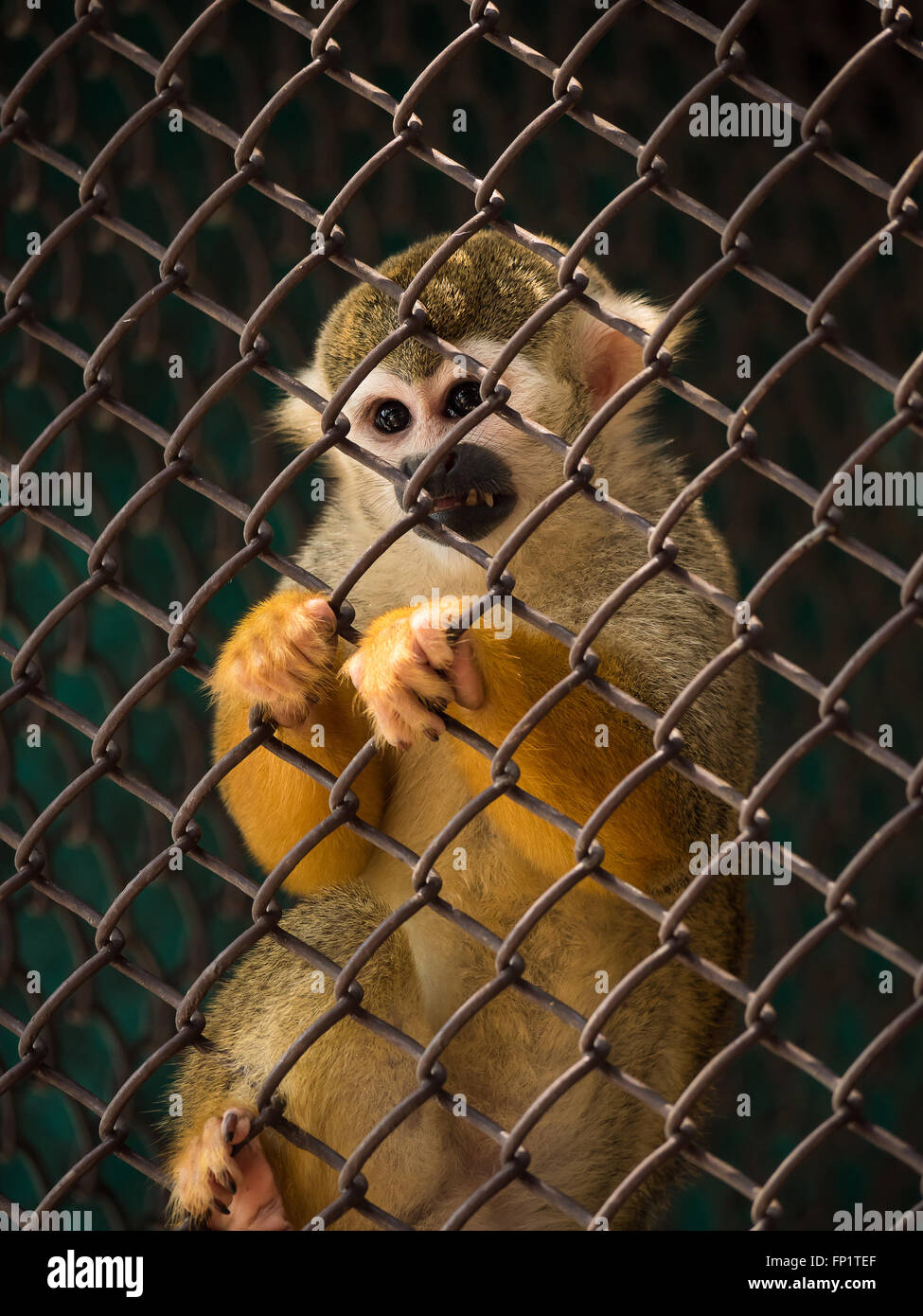Sad squirrel monkeys in steel cage at zoo Stock Photo - Alamy