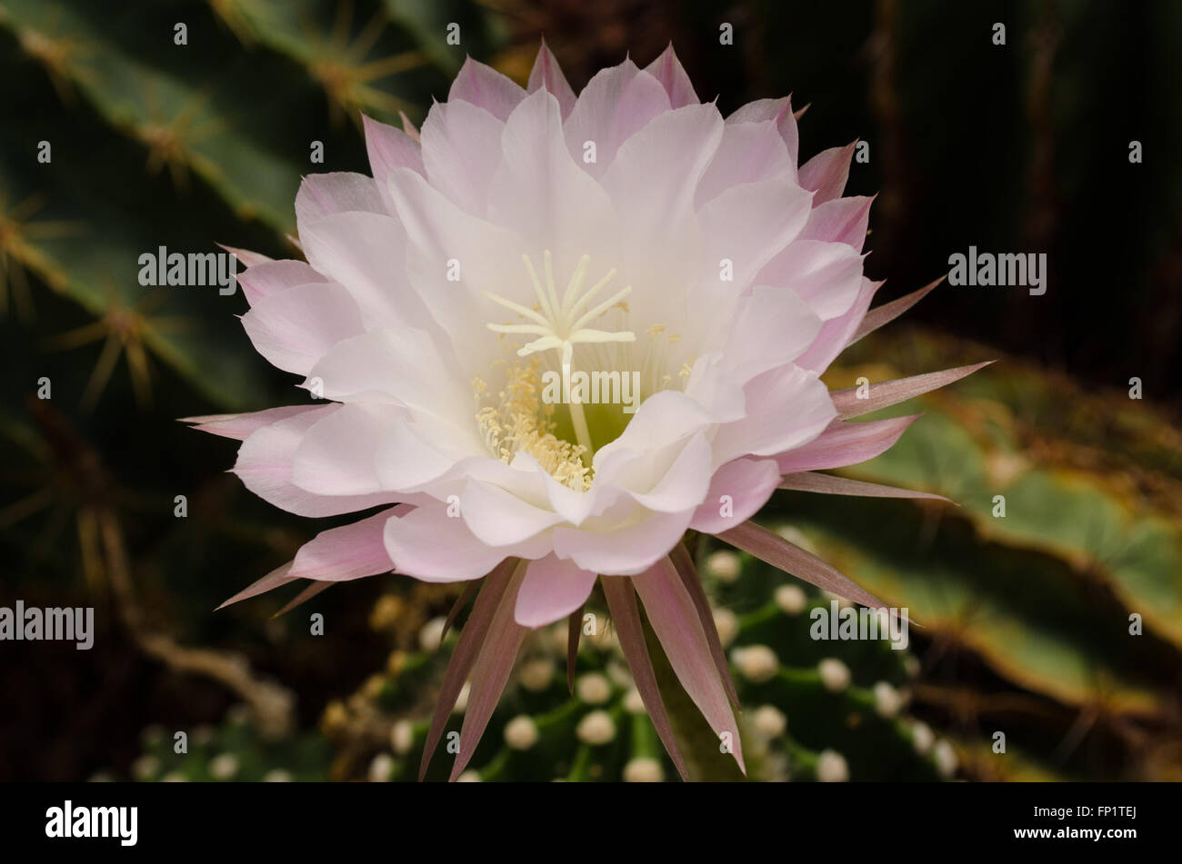 Flowering cacti hi-res stock photography and images - Alamy