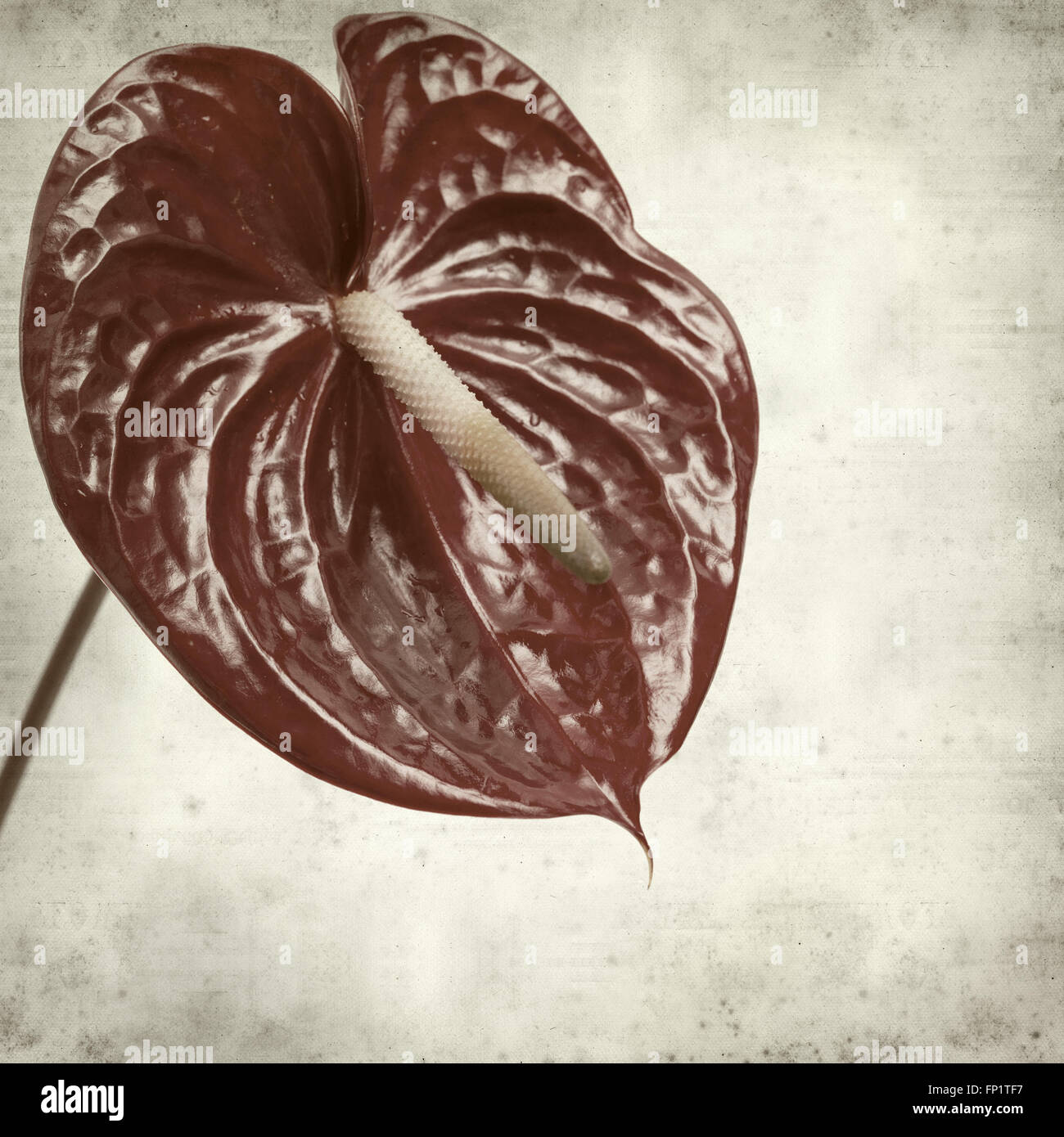 textured old paper background with dark red anthurium flower Stock ...