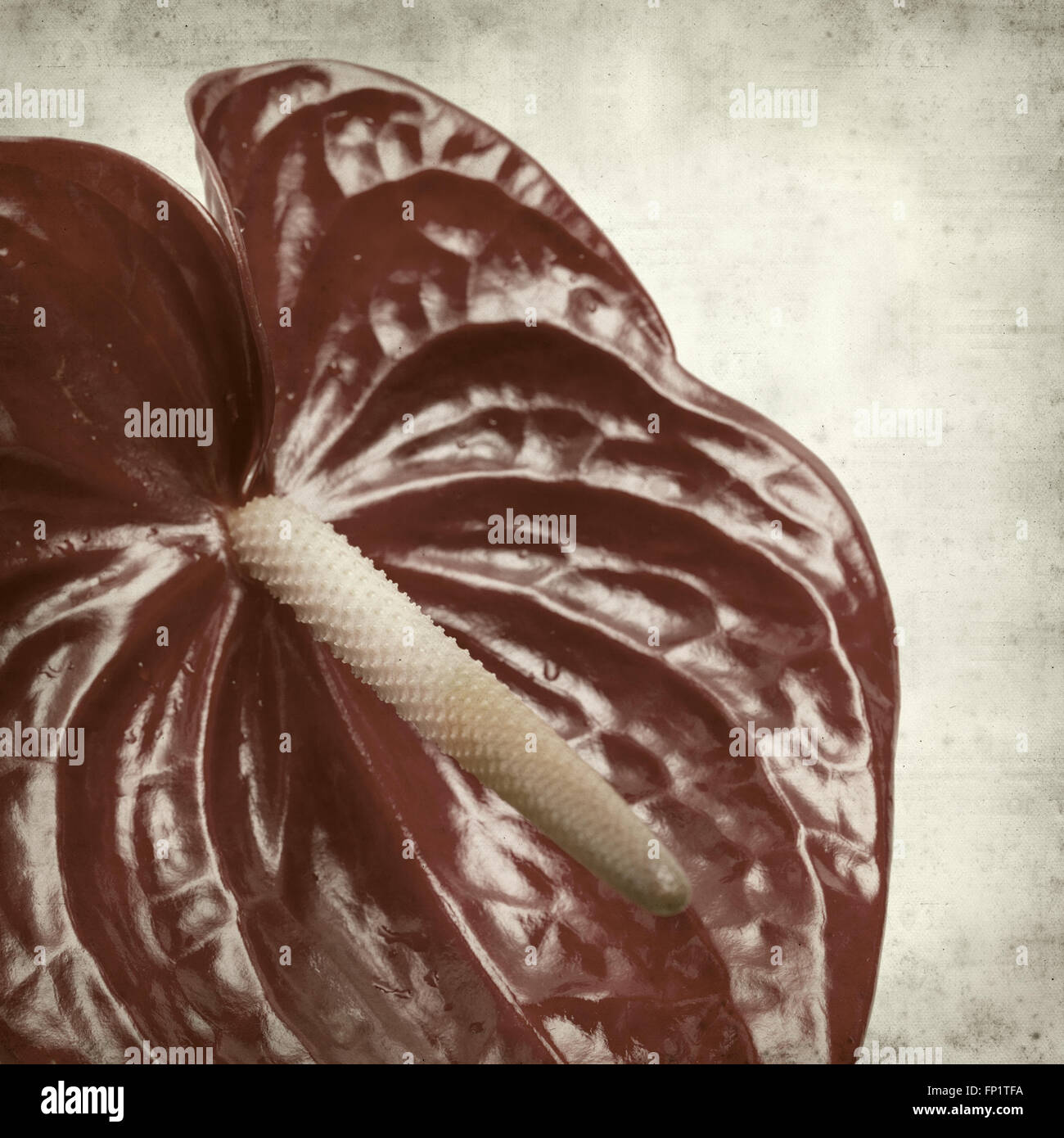 textured old paper background with dark red anthurium flower Stock ...