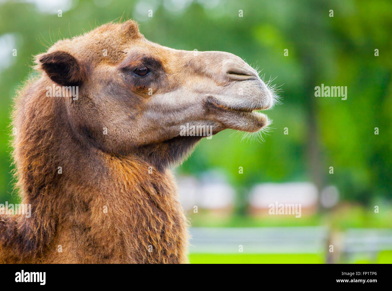camel head side portrait Stock Photo - Alamy