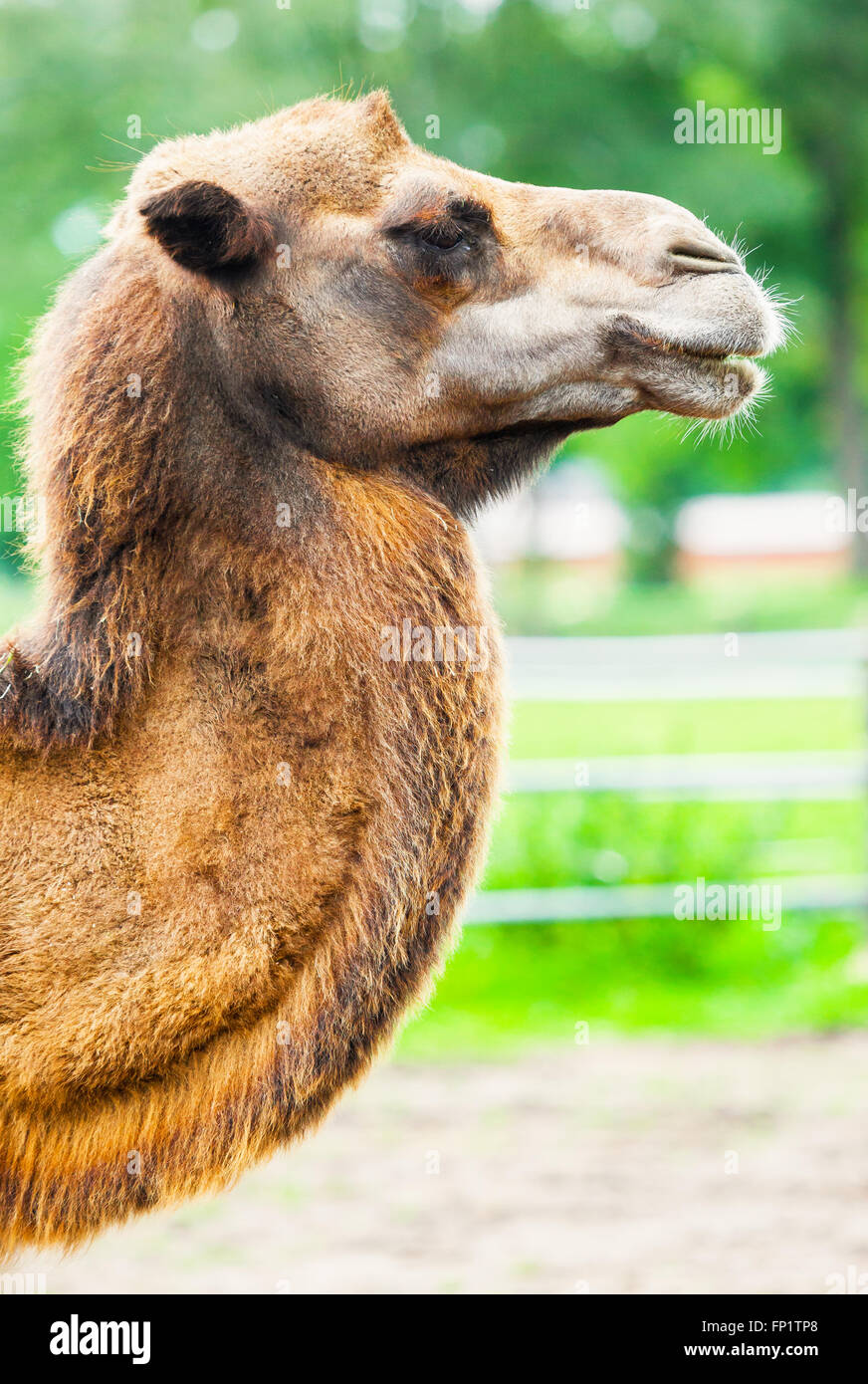camel portrait from the side Stock Photo - Alamy