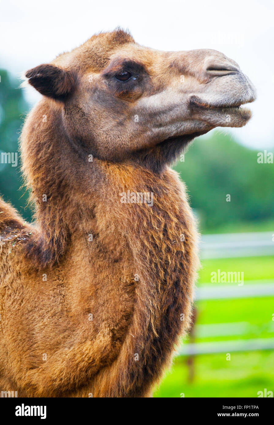 Taklamakan desert camels hi-res stock photography and images - Alamy