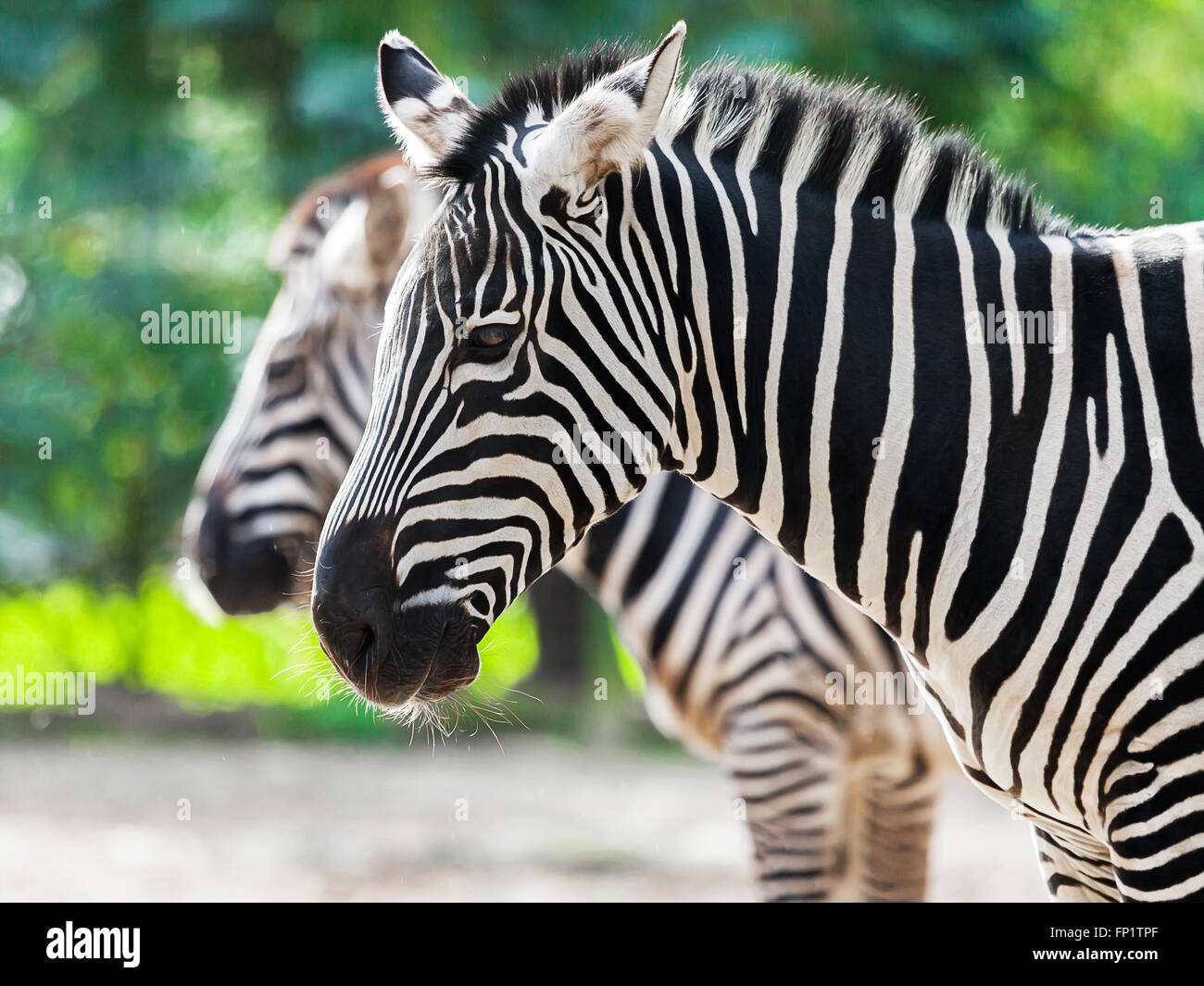two zebras standing together Stock Photo - Alamy