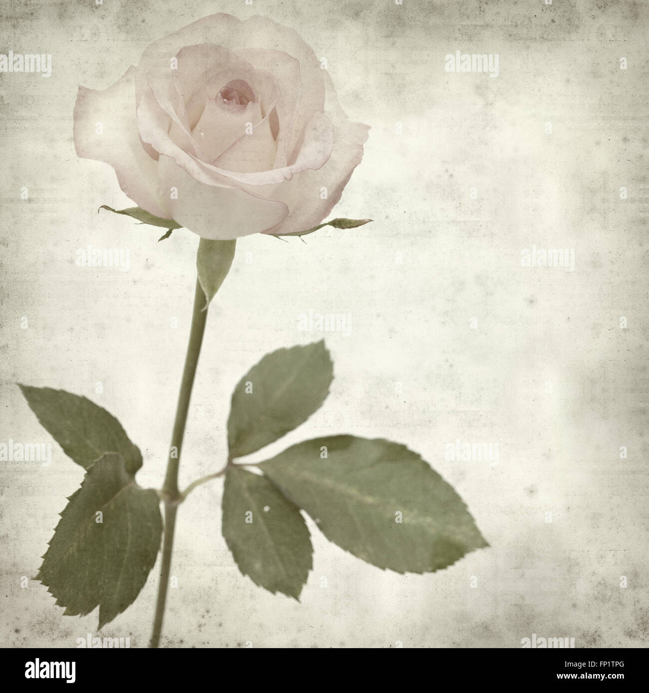 textured old paper background with pale pink rose flower Stock Photo ...
