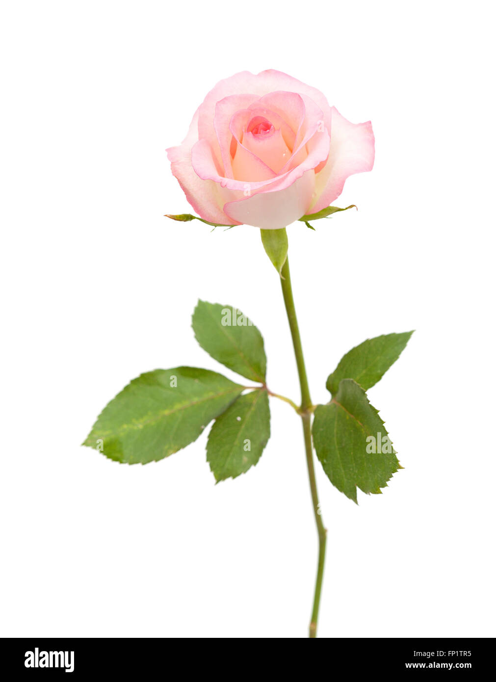 gentle pink rose isolated on white background Stock Photo - Alamy
