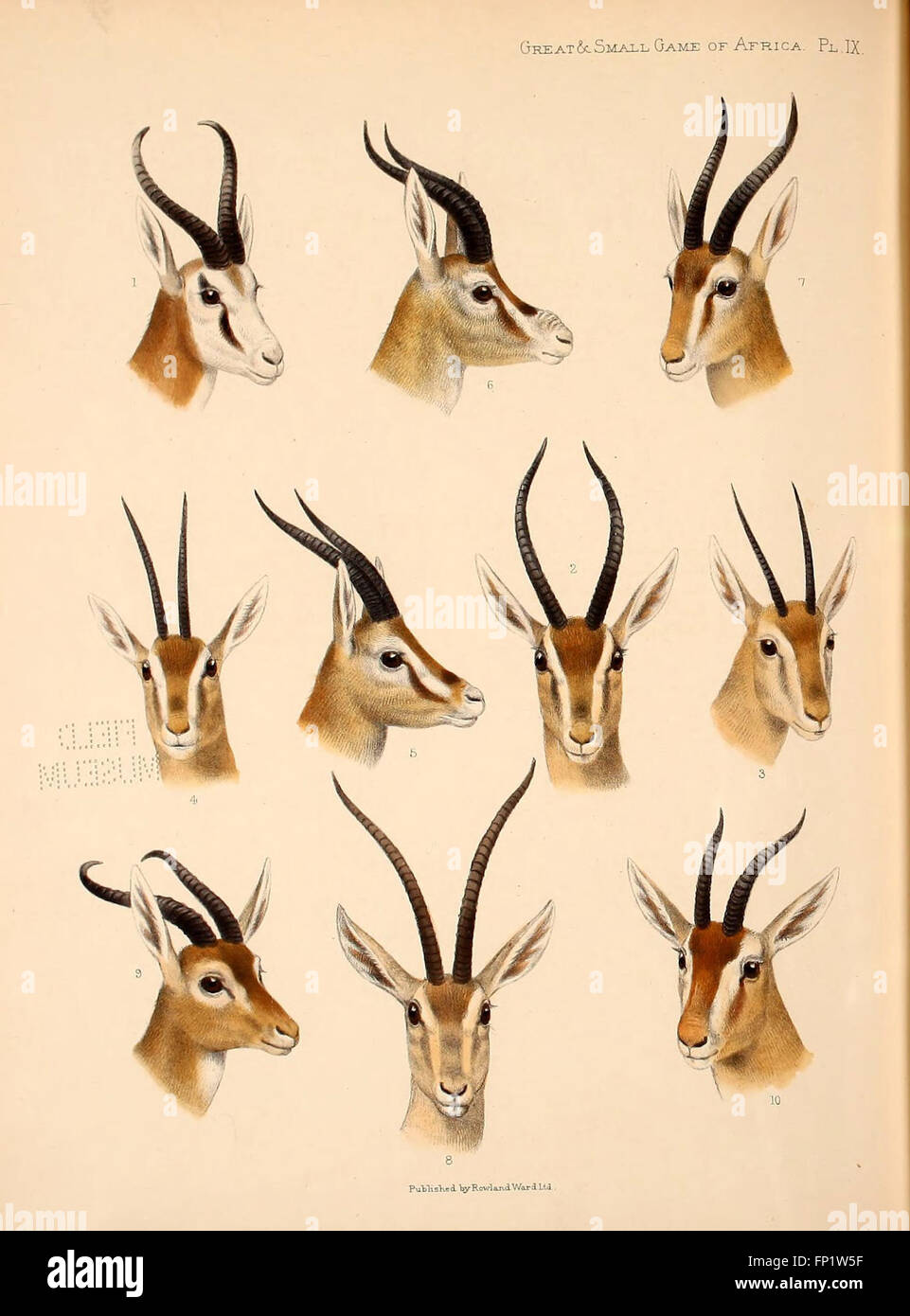 Plate IX of 'Great and Small Game of Africa' showcases detailed images ...