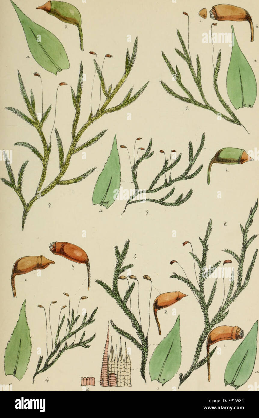 The 'Handbook of British Mosses' (1895) is a comprehensive guide to the ...