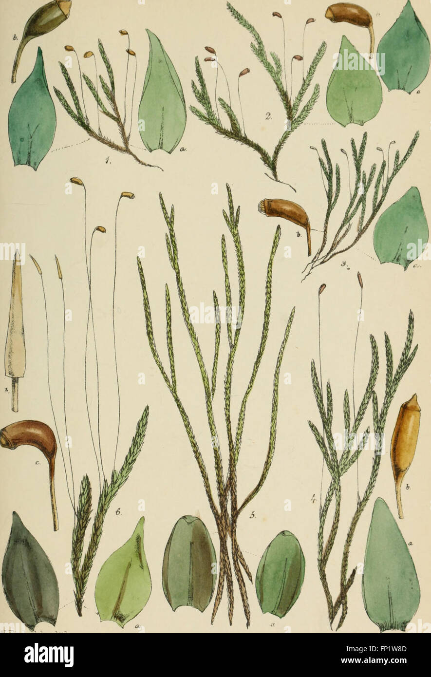This 1895 handbook provides a comprehensive guide to the native mosses ...