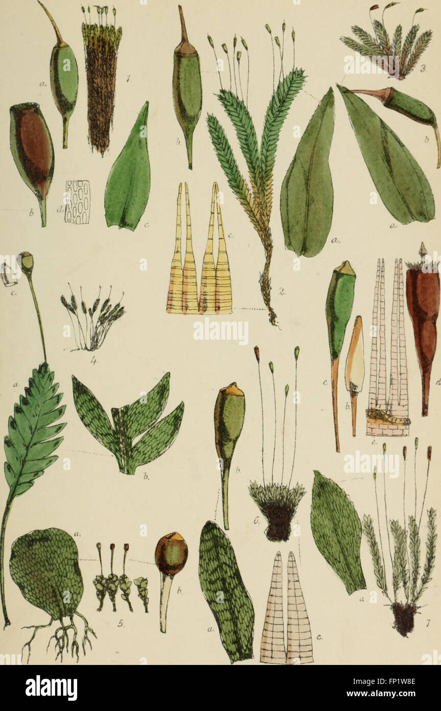 The 1895 'Handbook of British Mosses' provides a comprehensive guide to ...