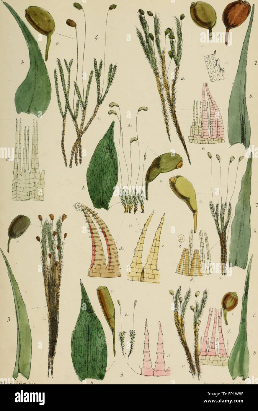 A 1895 handbook cataloging all native British moss species, offering ...