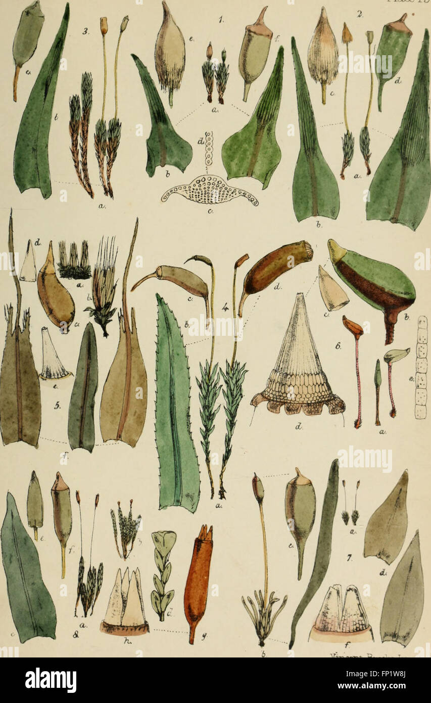 This 1895 handbook provides a comprehensive guide to the native mosses ...