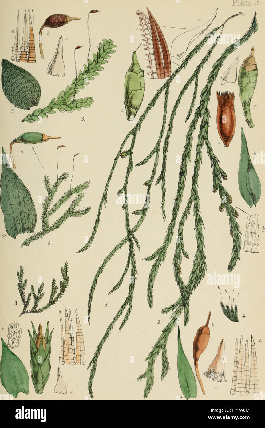 The 1895 handbook covers the various species of mosses native to the ...