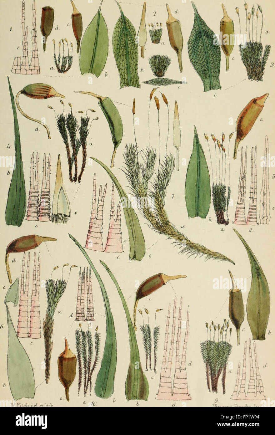 Published in 1895, the *Handbook of British Mosses* provides a ...