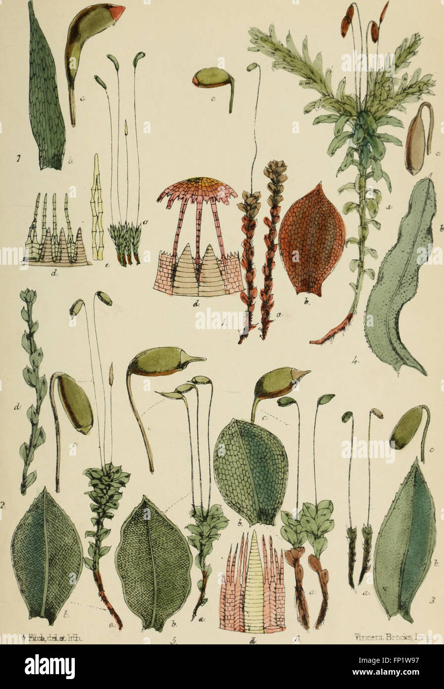 The *Handbook of British Mosses* (1895) provides a comprehensive guide ...
