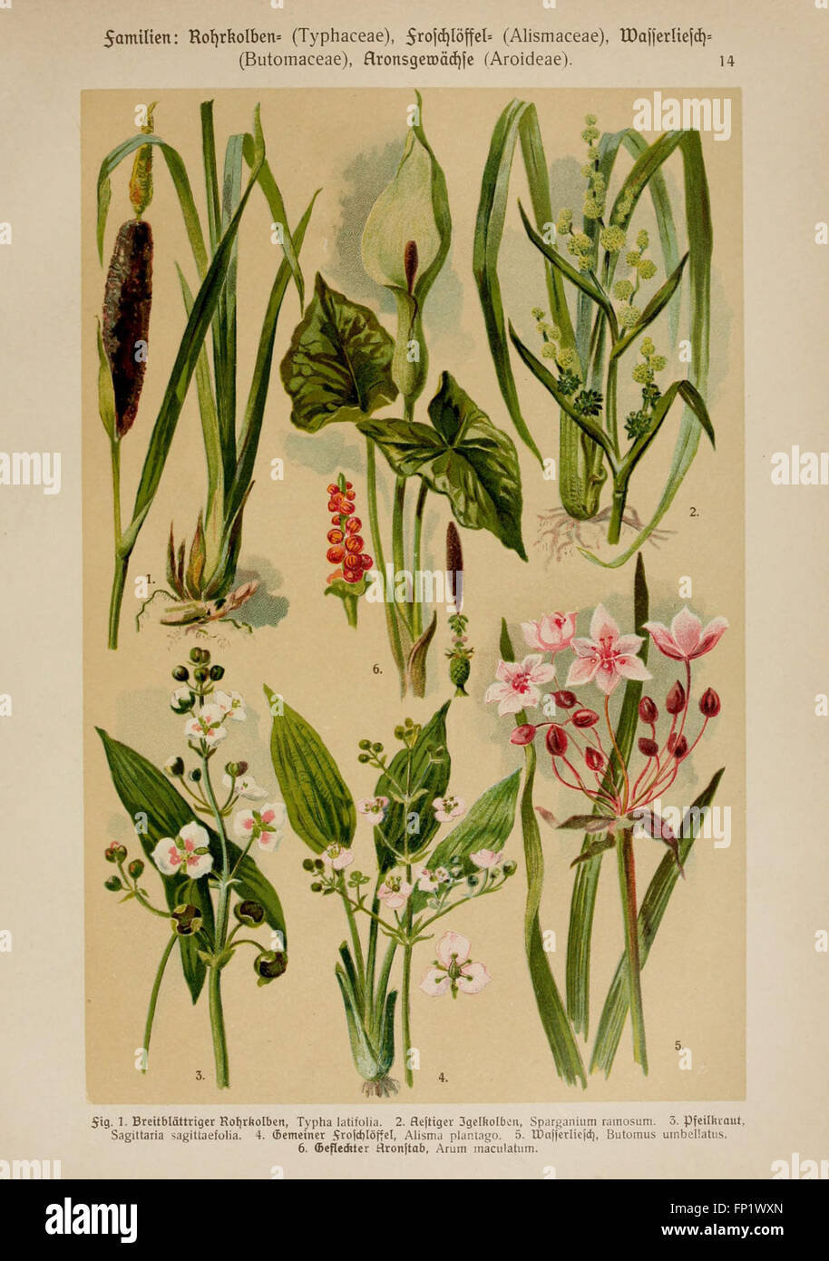 Highlighting specific botanical features hi-res stock photography and ...