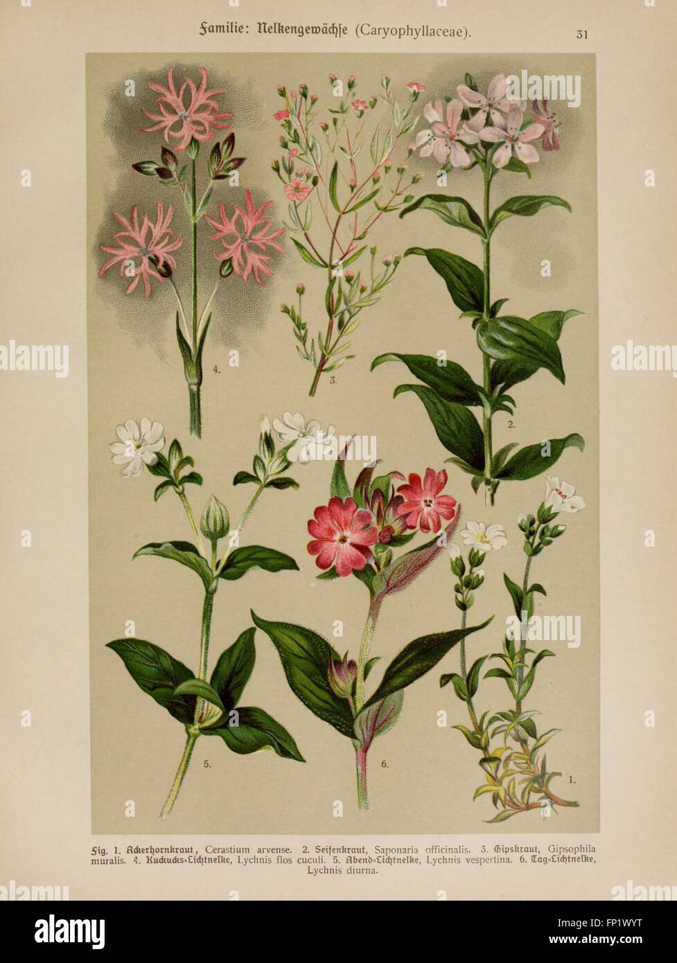 A botanical atlas by Hoffmann-Dennert featuring illustrations of plant ...