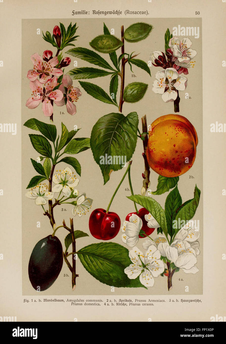 This botanical atlas by Hoffmann-Dennert contains detailed ...