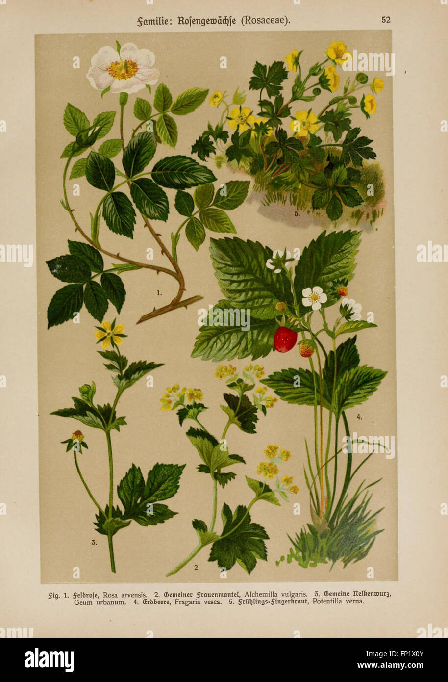Plate 52 of the Hoffmann-Dennert Botanical Atlas presents a detailed ...