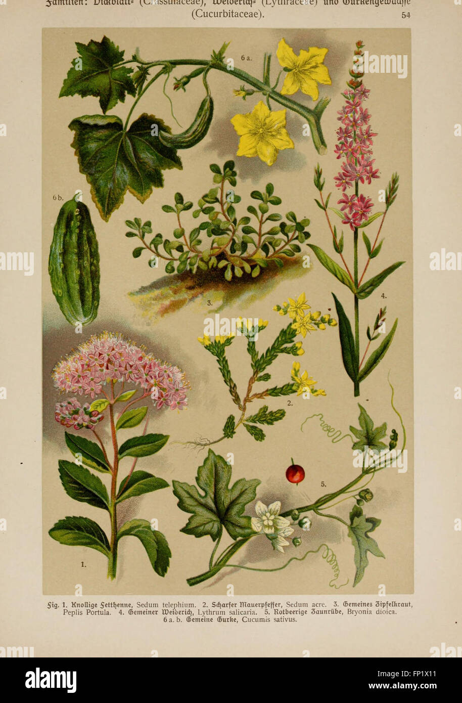 This botanical atlas illustration (Taf. 54) from Hoffmann-Dennert ...