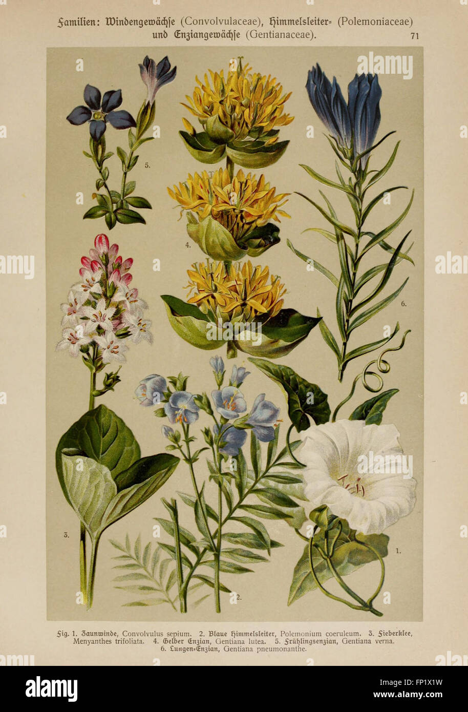 The Hoffmann-Dennert Botanical Picture Atlas features detailed ...