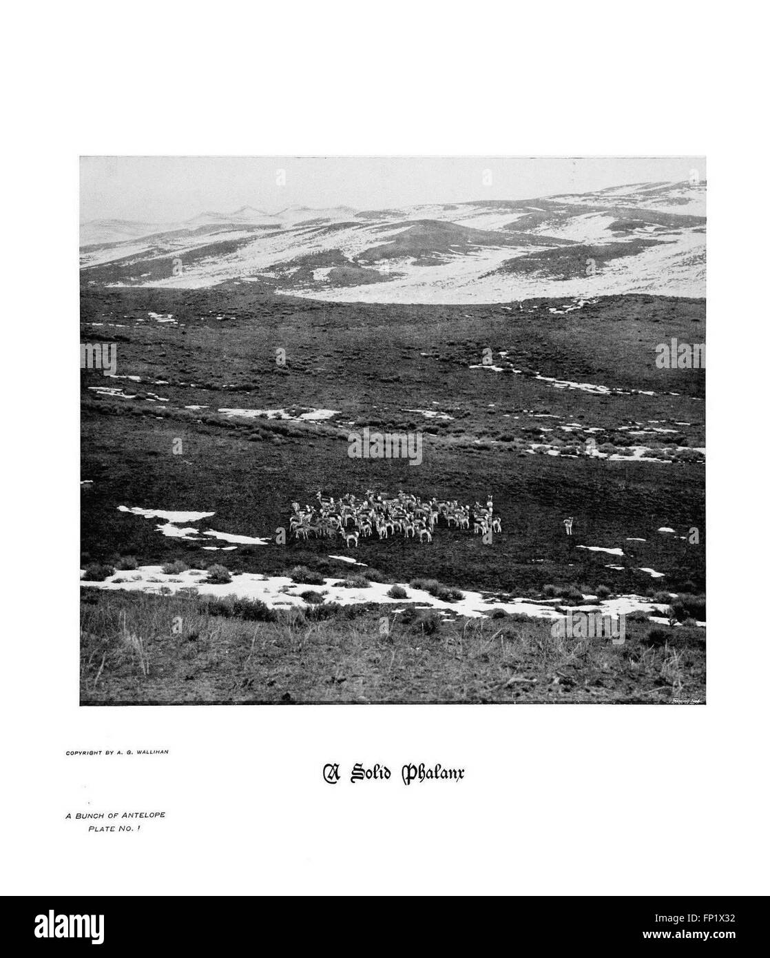 This photographic work captures the hooves, claws, and antlers of ...