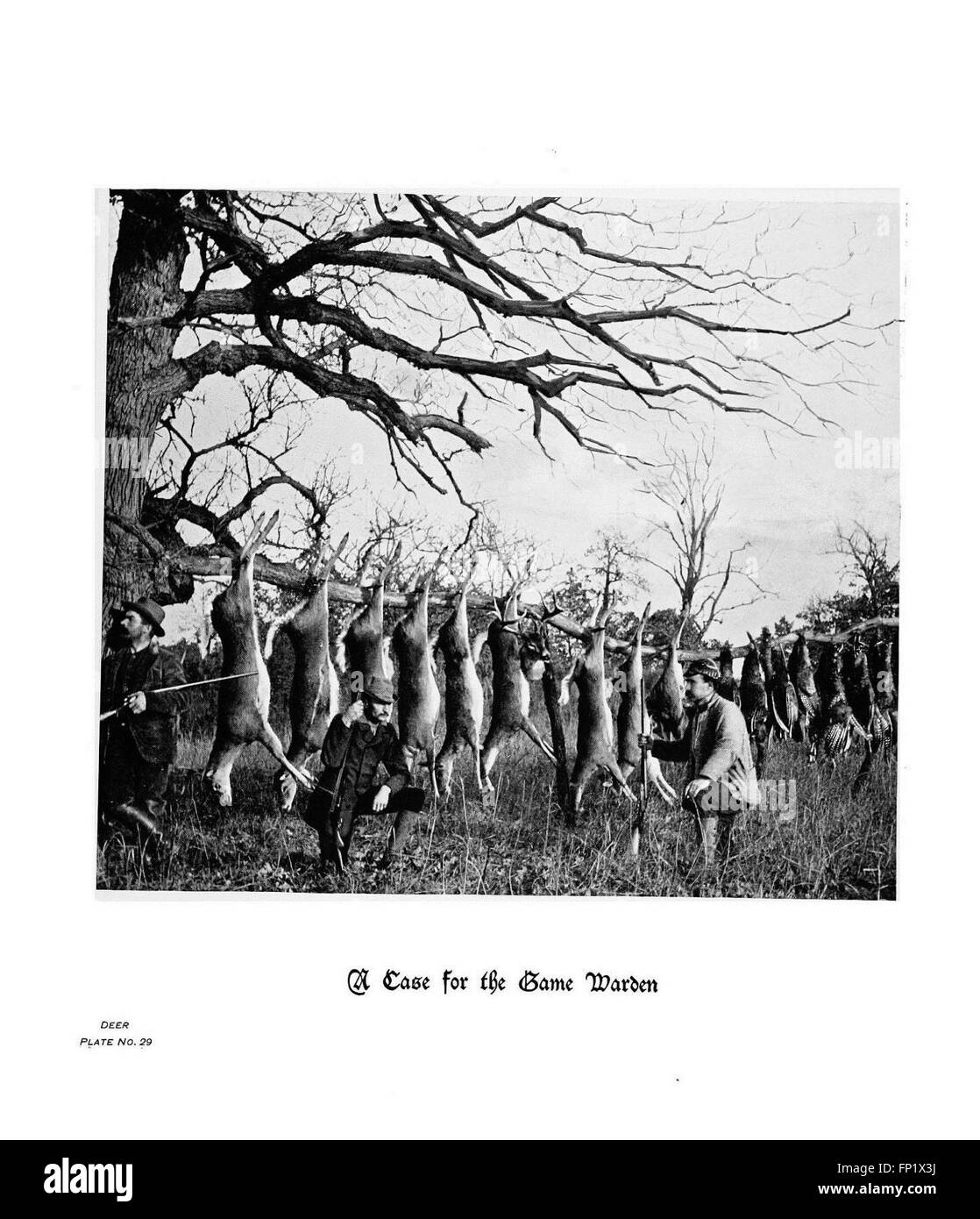 Hoofs, claws and antlers of the Rocky Mountains, by the camera (Deer ...