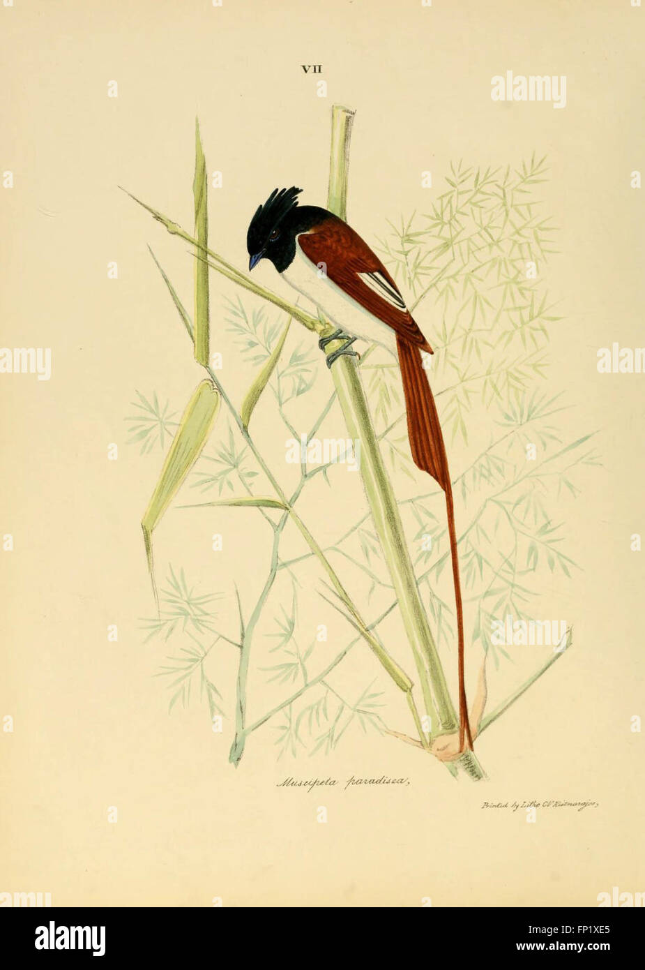 *Illustrations of Indian Ornithology* provides detailed images of bird ...