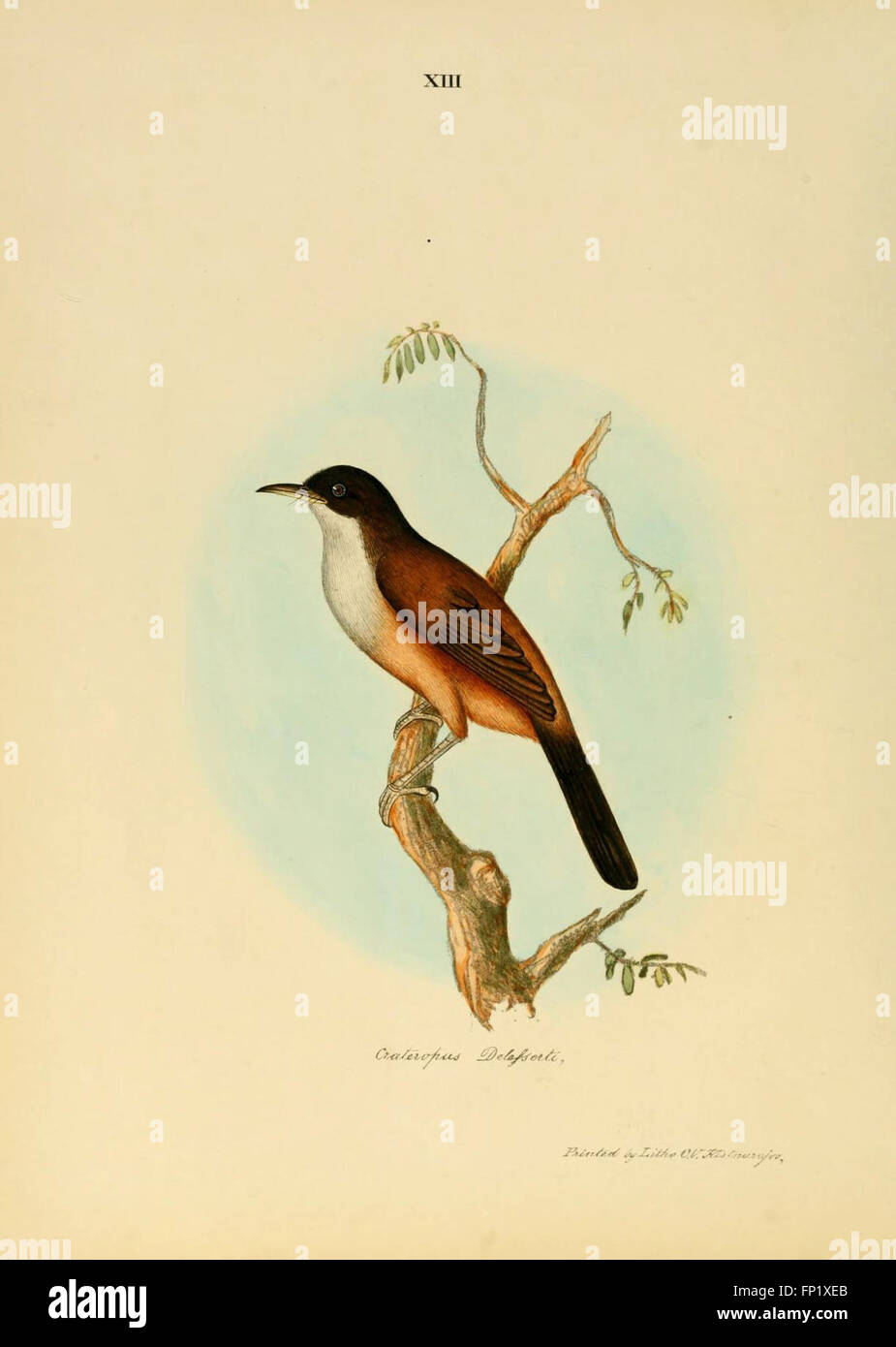 This plate illustrates various bird species from India, offering ...