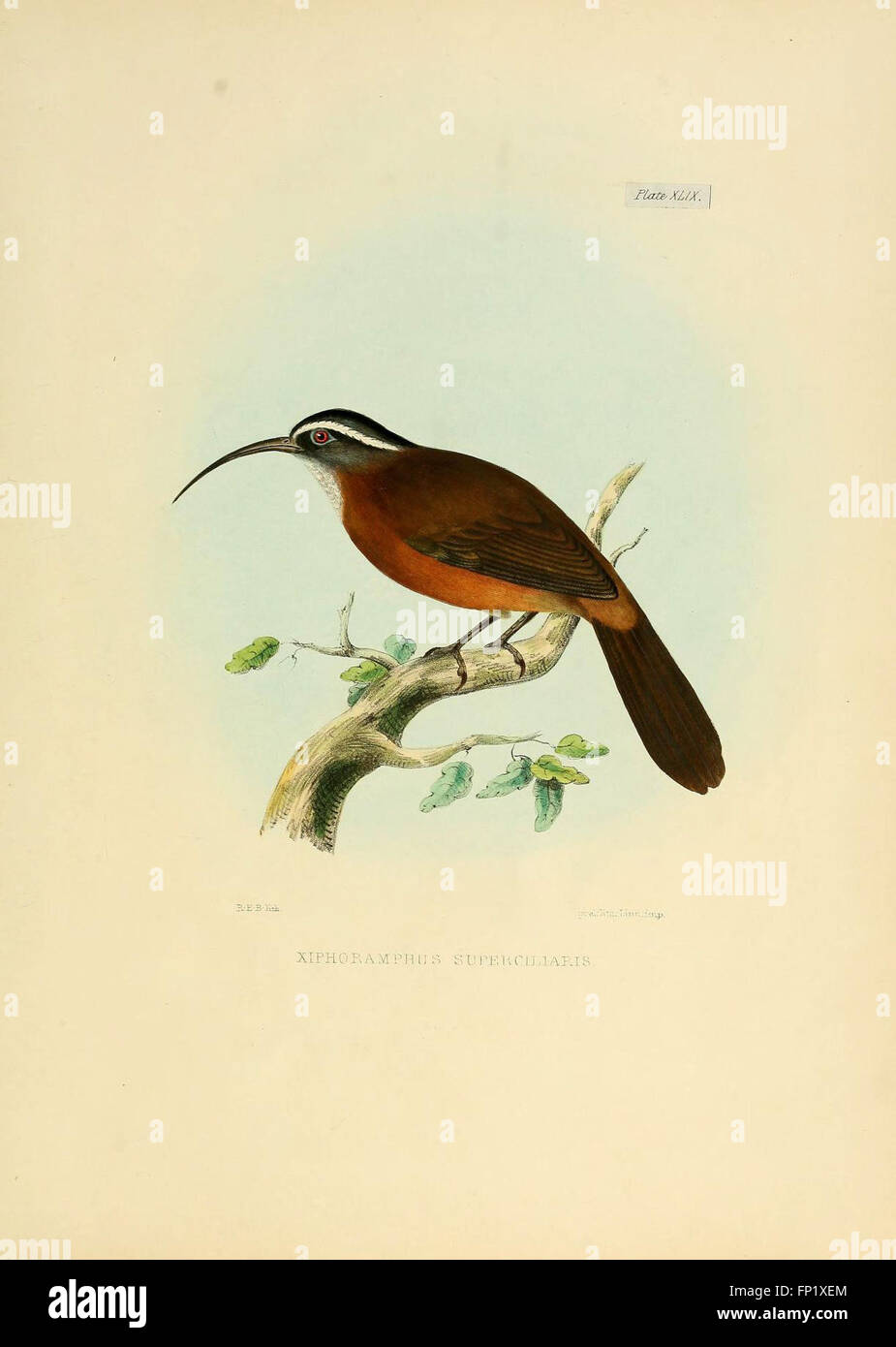 This work includes detailed illustrations of bird species native to ...