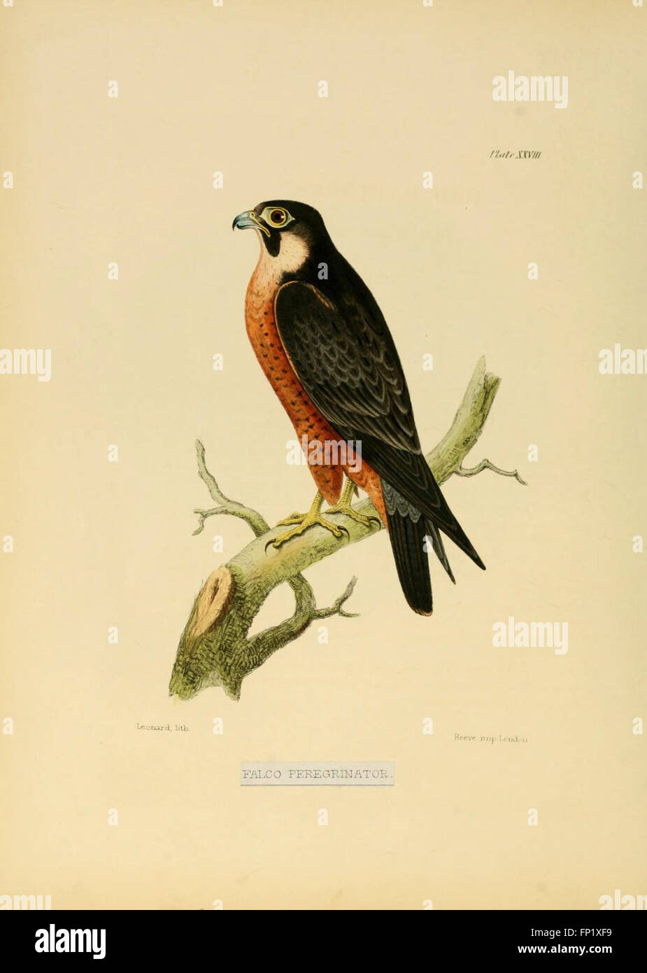 This work features detailed illustrations of Indian bird species ...