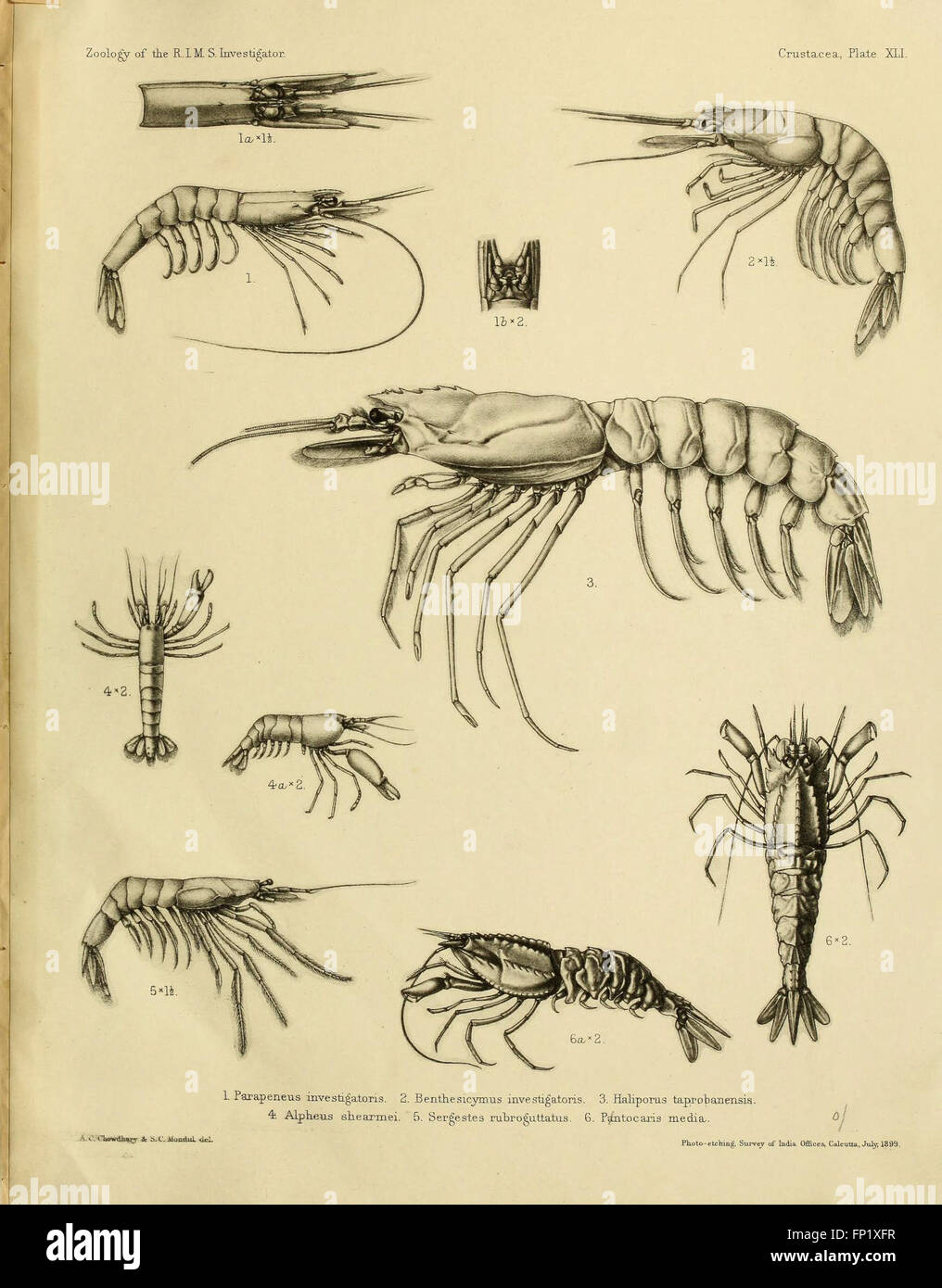 This work features illustrations of crustaceans observed during the ...