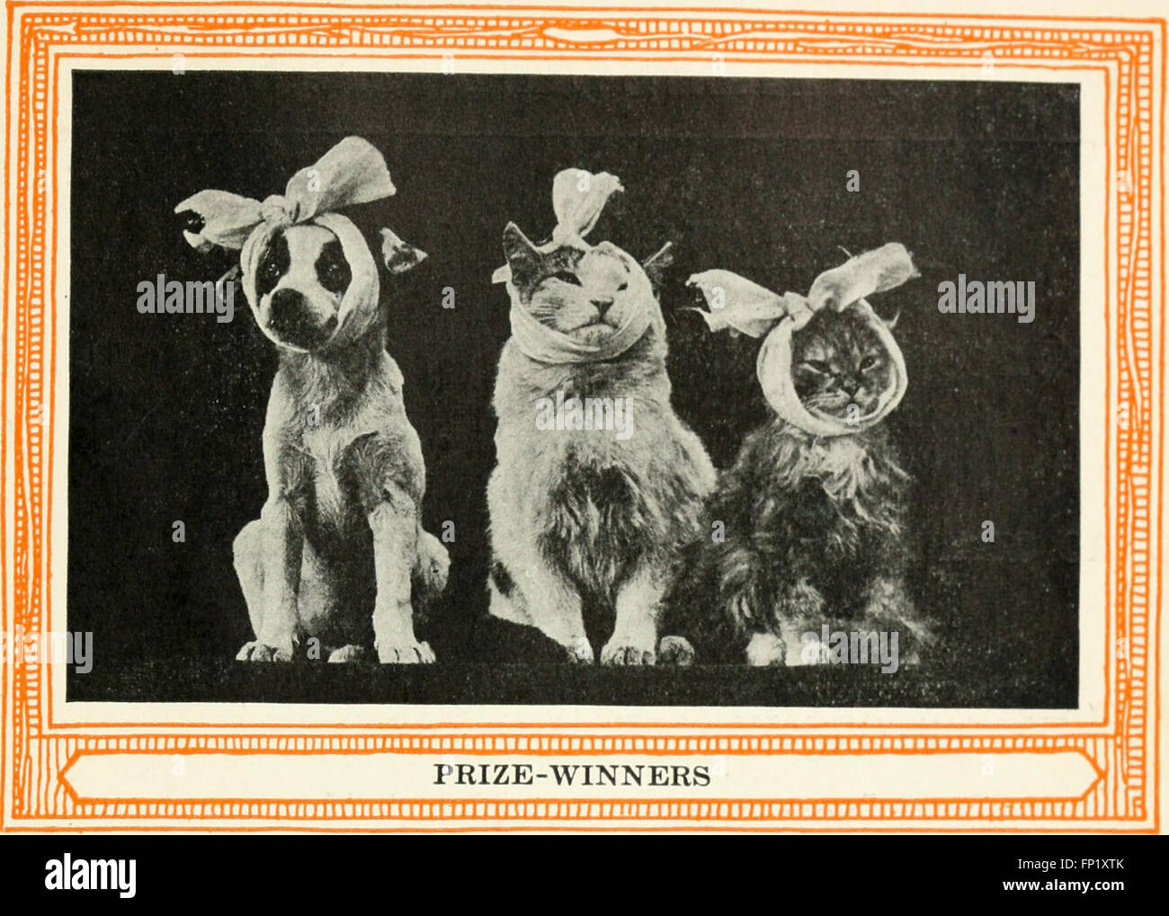 A 1911 book featuring a series of tales about kittens and cats. It ...