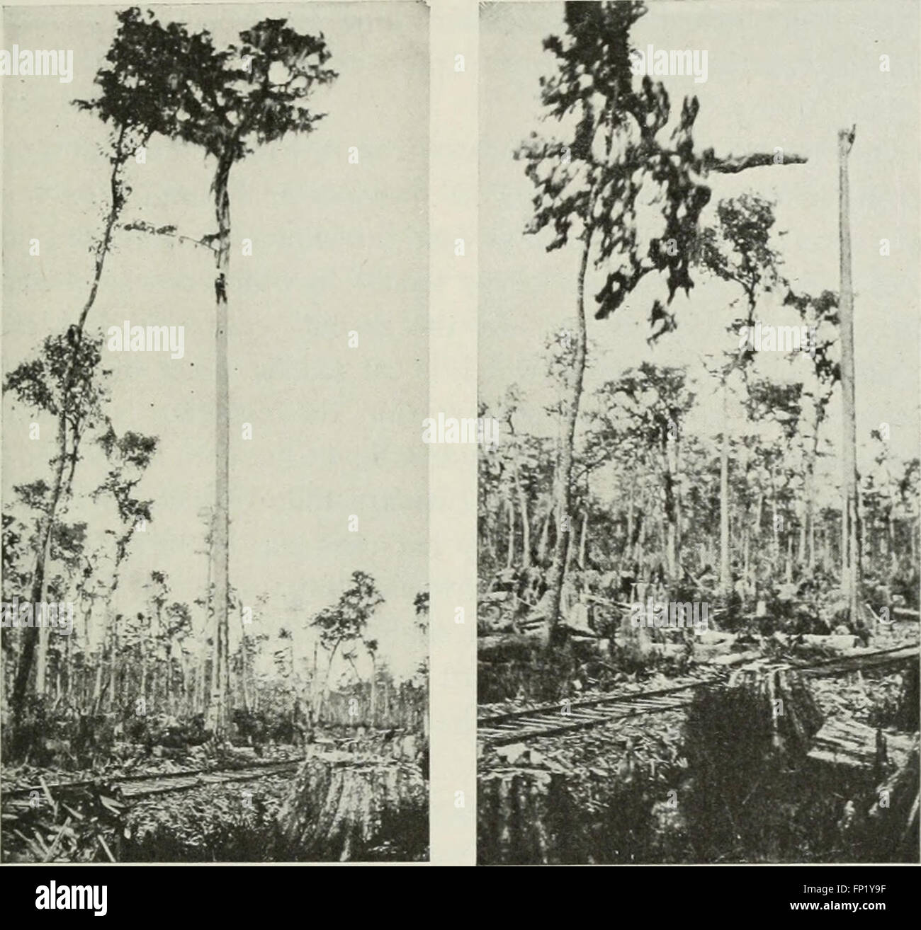 Logging methods hi-res stock photography and images - Alamy