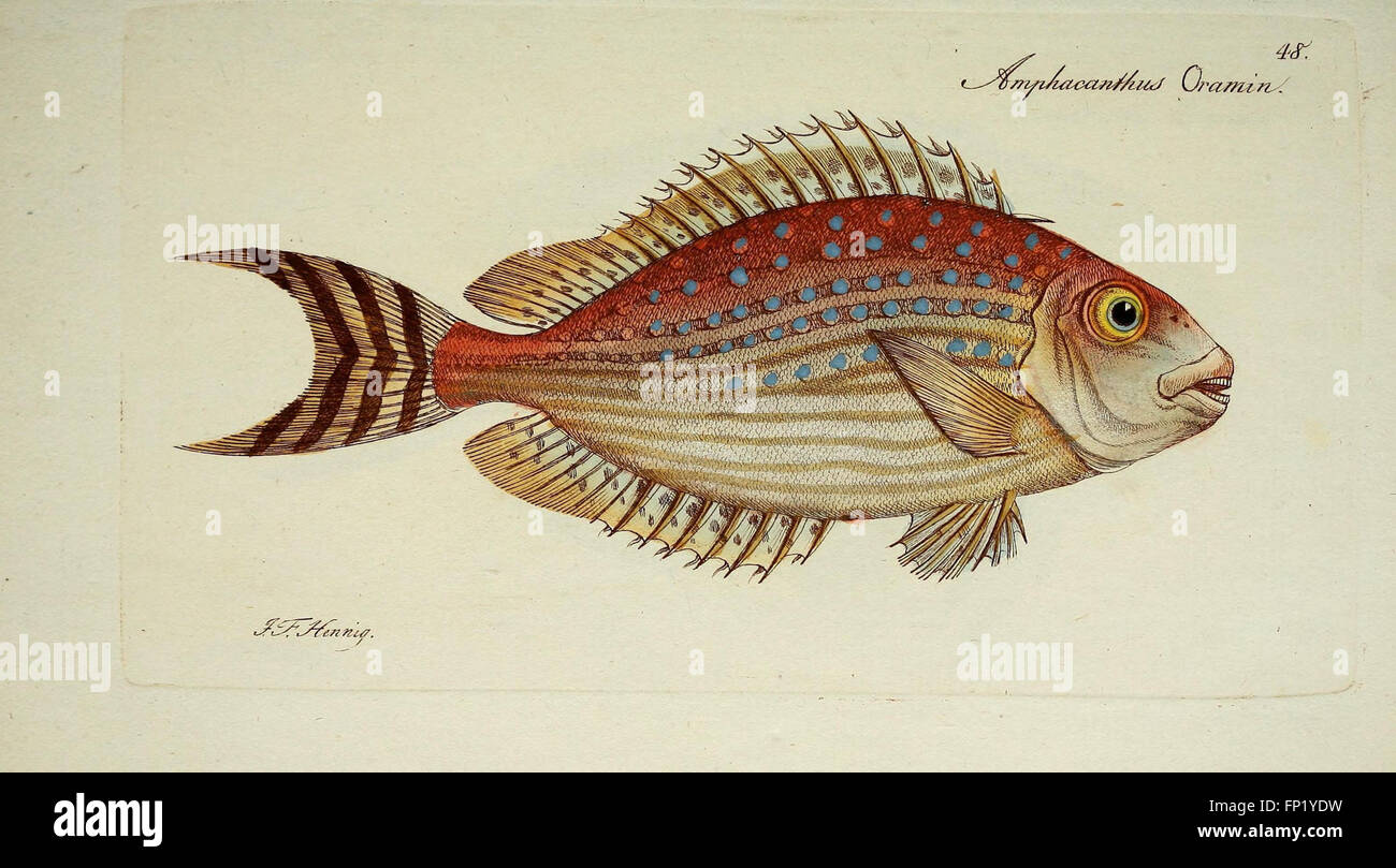 This plate from M.E. Blochii's 'Systema Ichthyologiae' illustrates ...