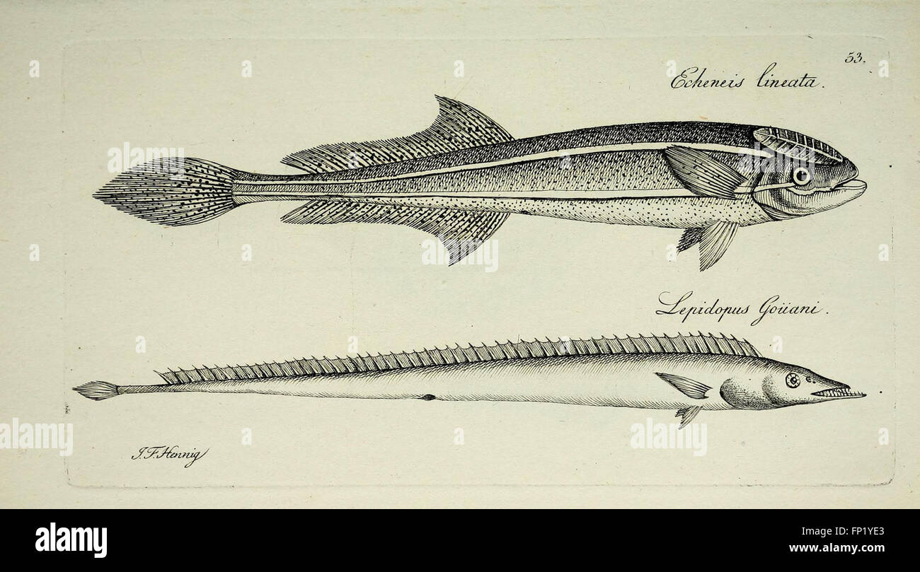 This work by M.E. Blochii illustrates the study of fish species ...