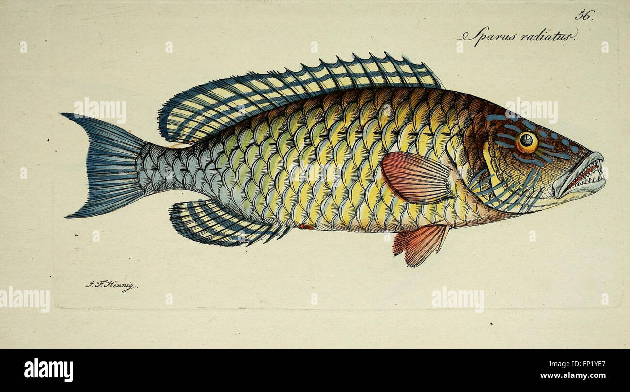 'Systema Ichthyologiae Iconibus CX Illustratum' (Plate 56) provides an ...