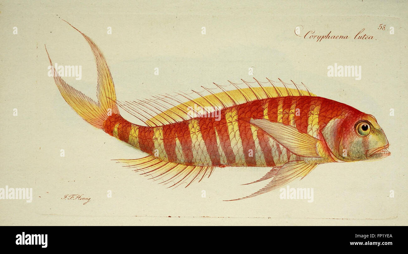 Ichthyological ichthyology hi-res stock photography and images - Alamy