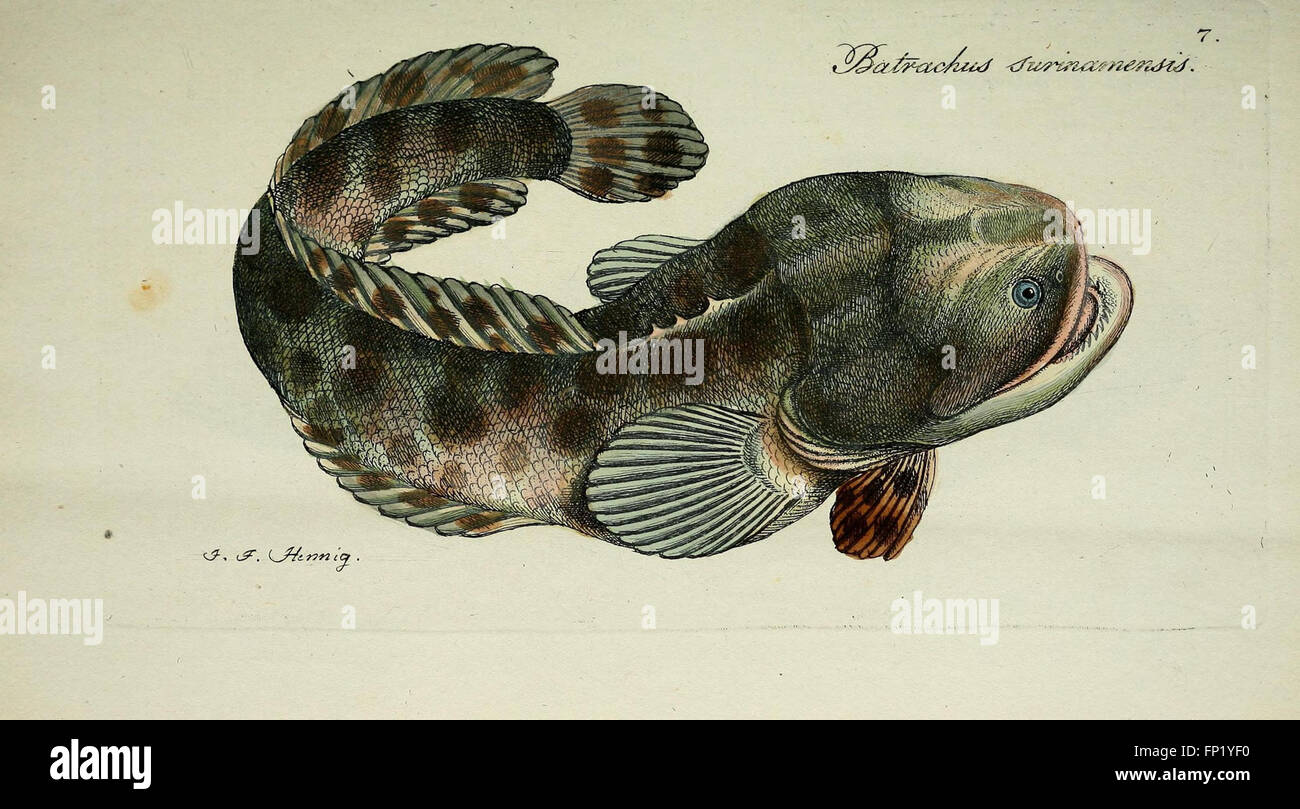 This work, 'Systema Ichthyologiae', features detailed illustrations of ...