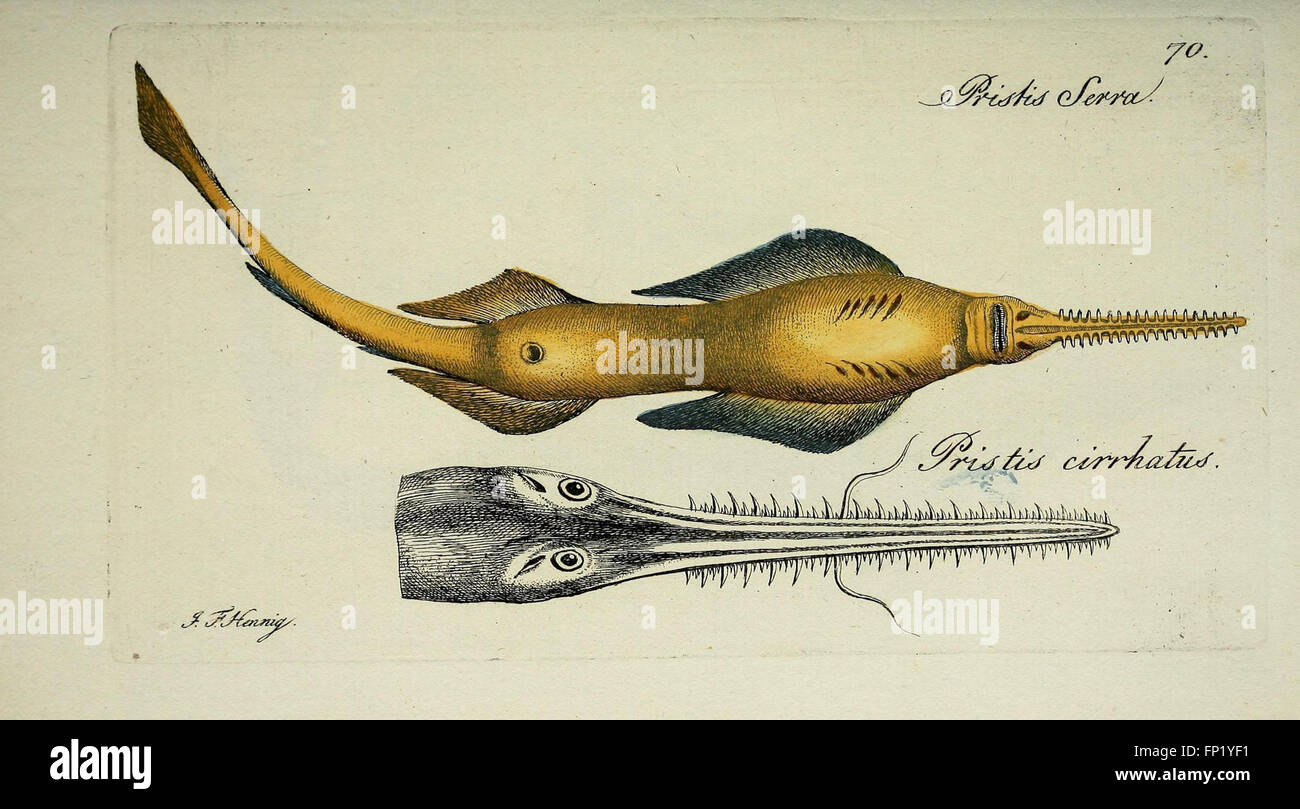 A work by M.E. Bloch that presents a detailed system of ichthyology ...