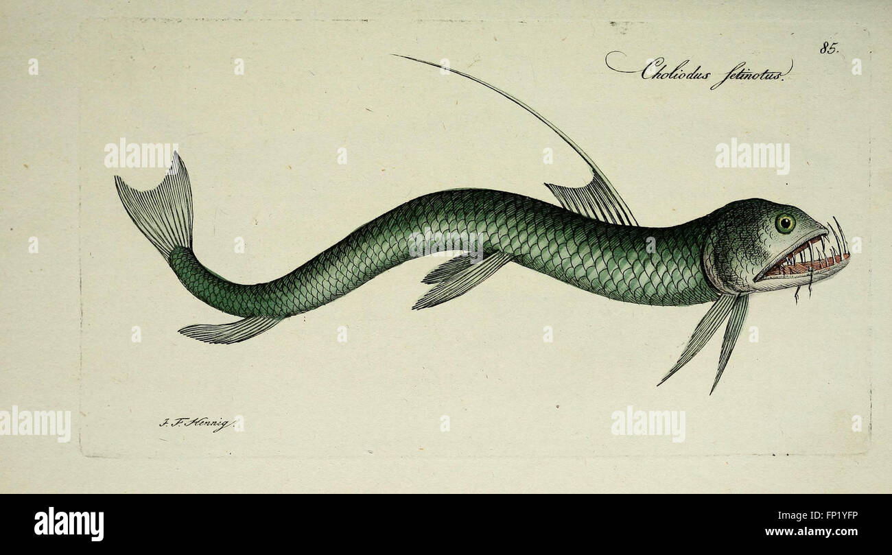 An illustration from M.E. Bloch’s work on fish species, offering ...