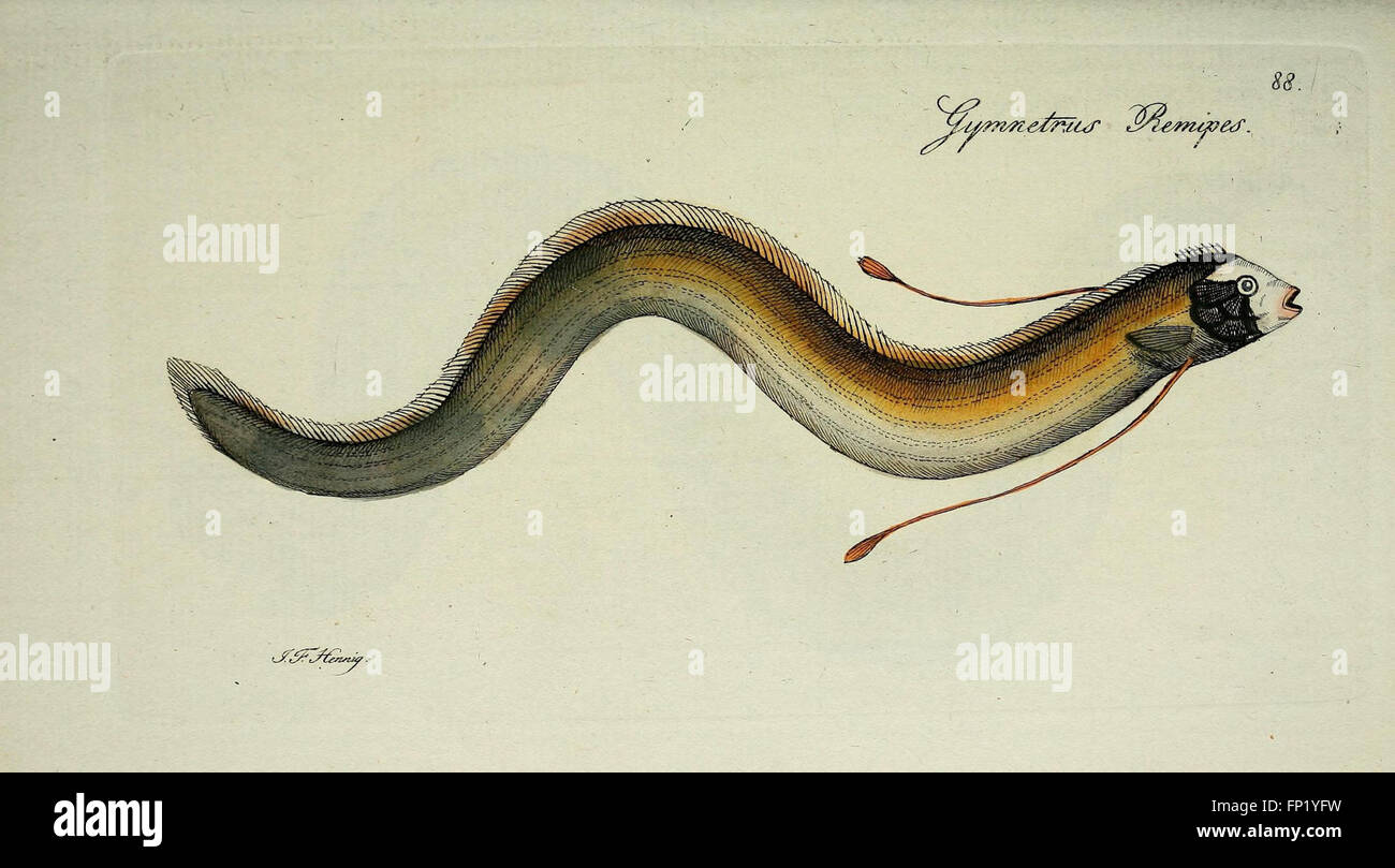 This scientific work by M.E. Bloch is an illustrated fish systematics ...