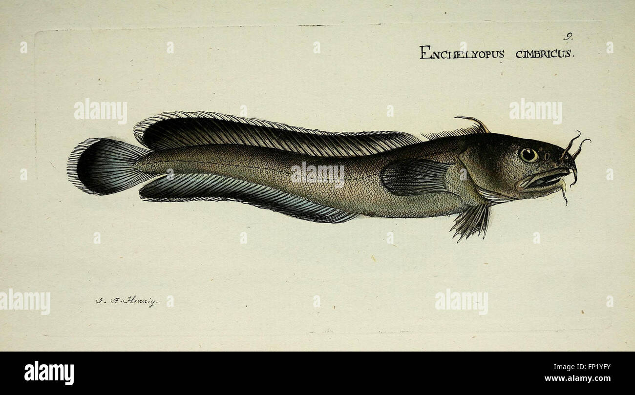 This work presents an illustrated catalog of fish species, specifically ...