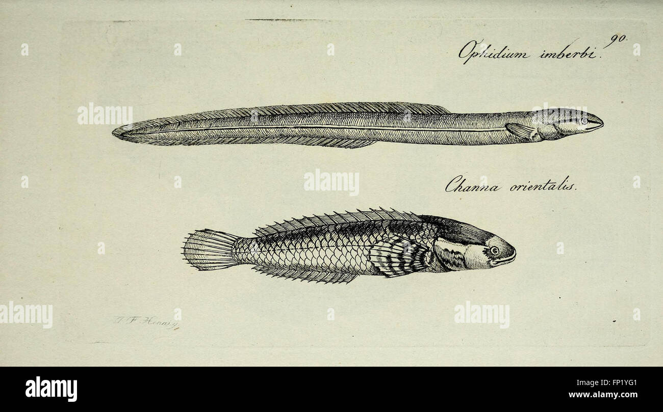 Ichthyological ichthyology hi-res stock photography and images - Alamy