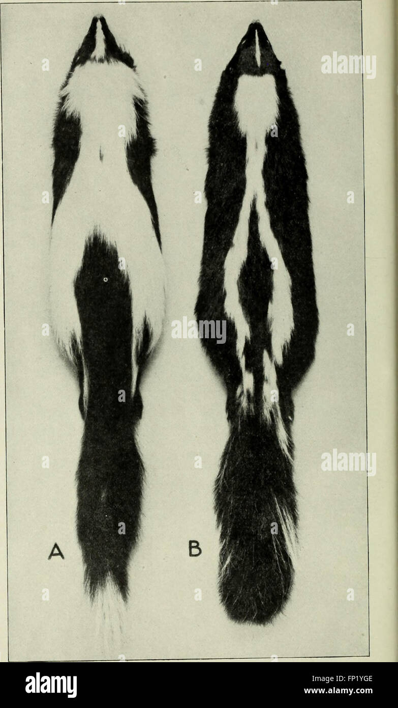 This 1920 publication discusses the strategies and challenges involved ...