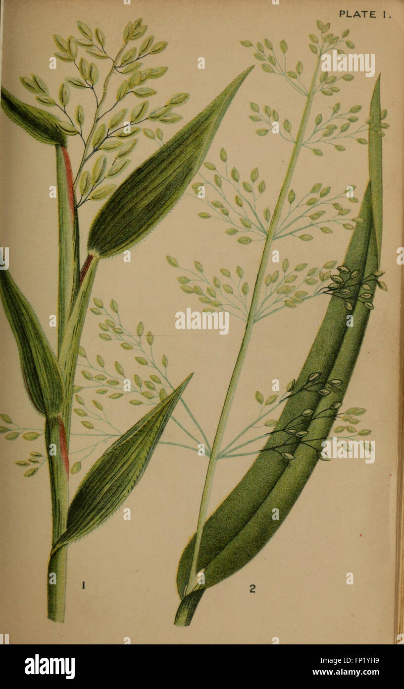 Plate I from the 'Manual of British Grasses' offers detailed ...