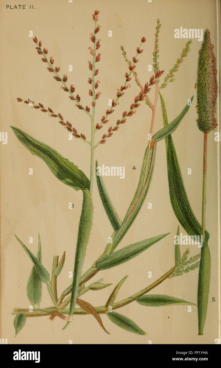 This manual presents detailed information about British grasses ...